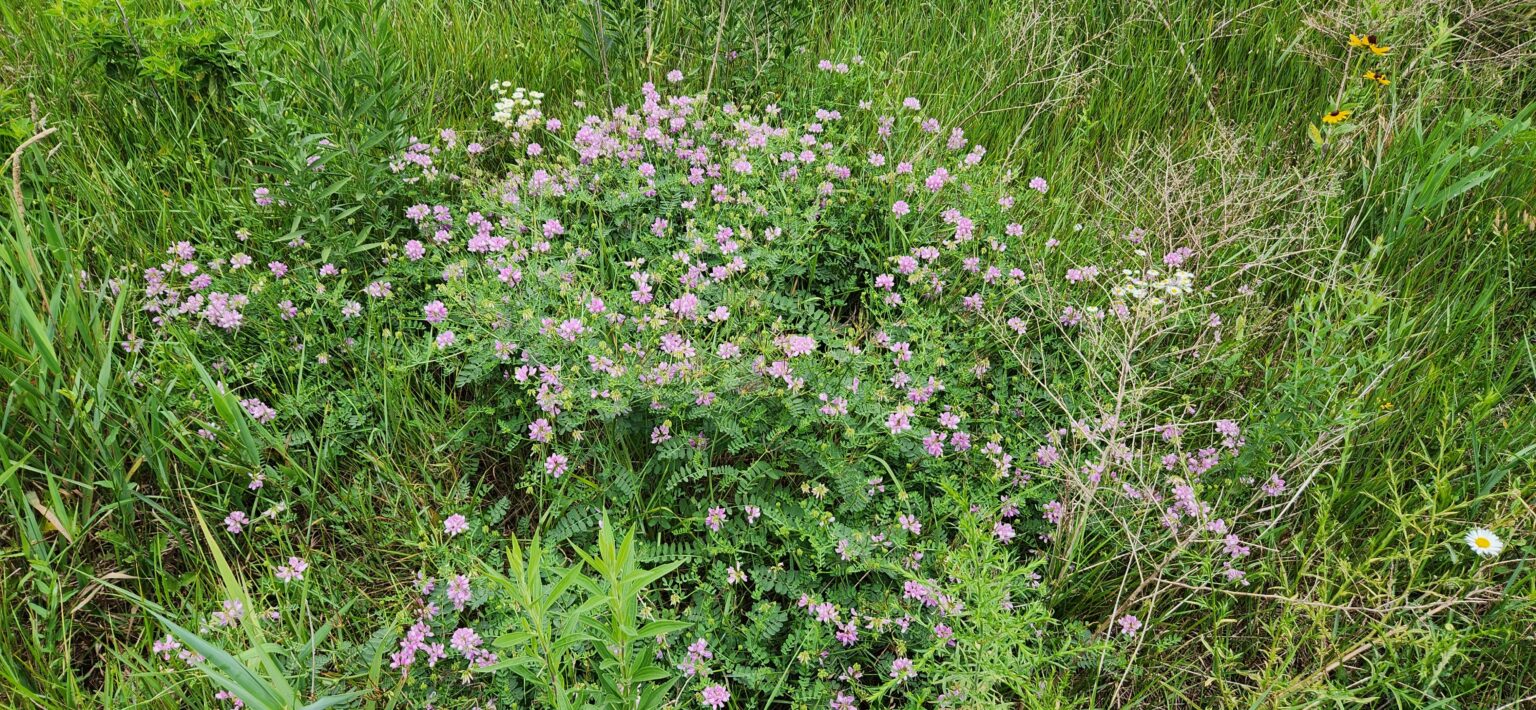 Plant Profile: Crown Vetch (Securigera varia)