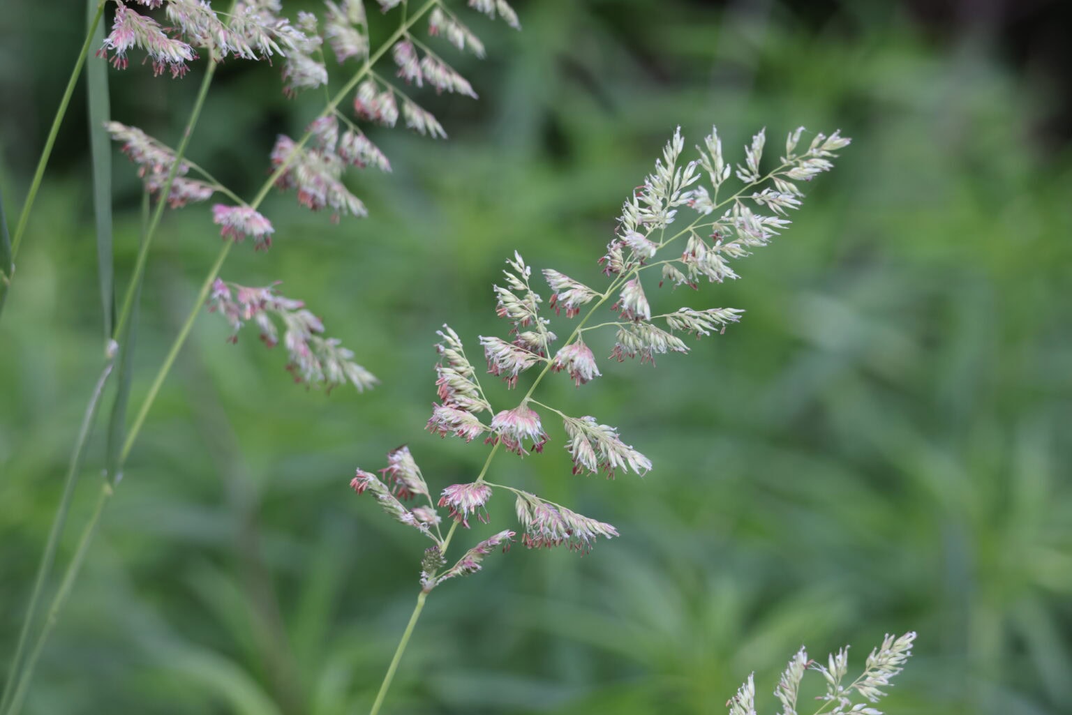 Plant Profile: Reed Canary Grass (Phalaris arundinacea)