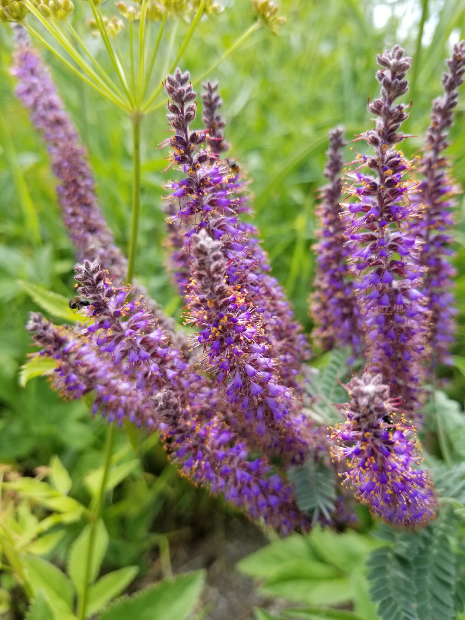 Plant Profile: Crown Vetch (Securigera varia)