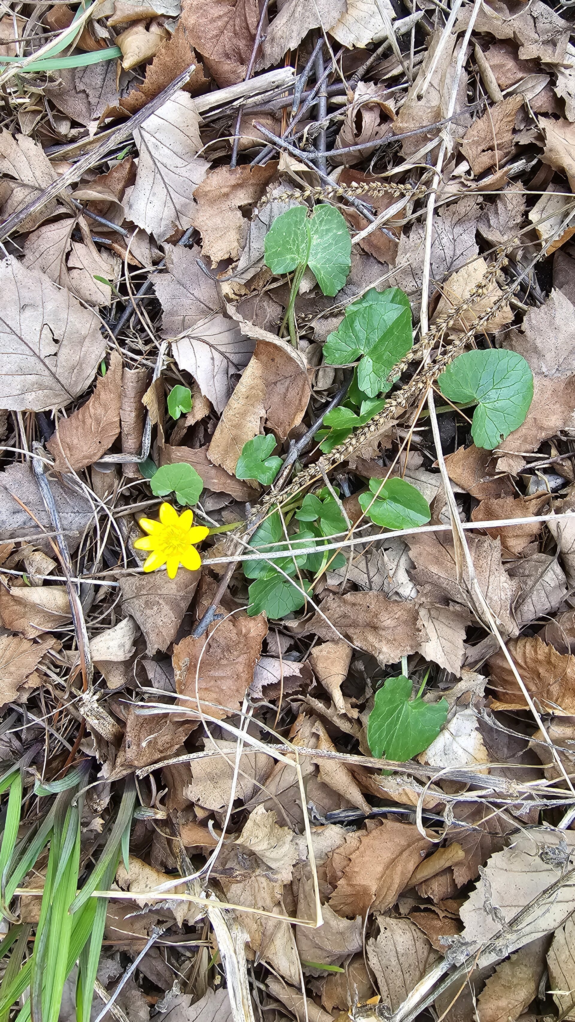 Plant Profile: Lesser Celandine (Ficaria verna)