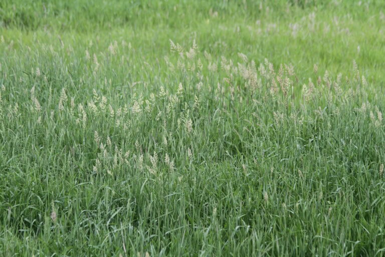 Plant Profile: Reed Canary Grass (Phalaris arundinacea)